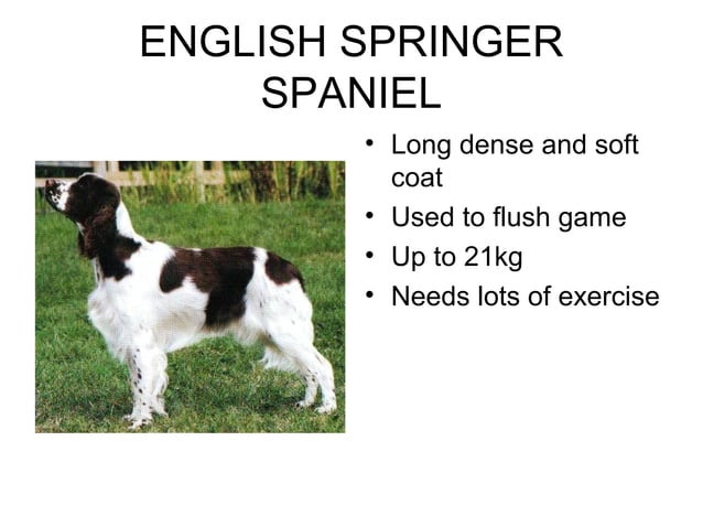 Dog breeds | PPT