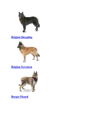 What Is The Genus And Species Of A Dog