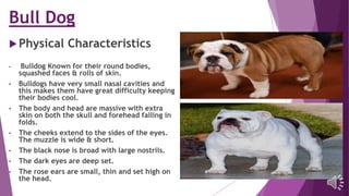 Dog breeds | PPTX