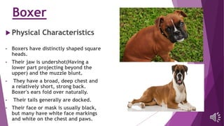Dog breeds | PPTX