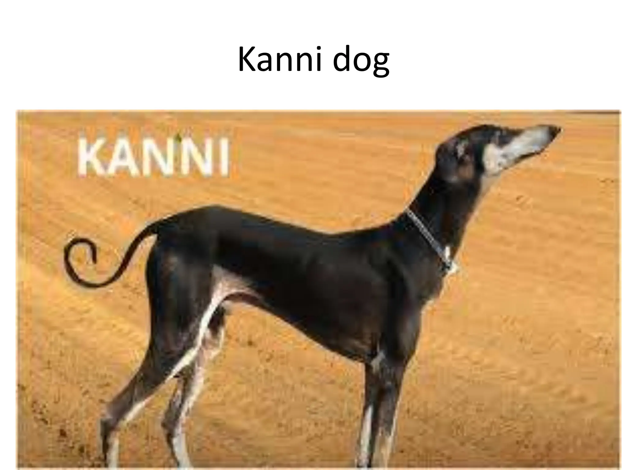 Dog breeds.ppt dog breeds classification | PPT