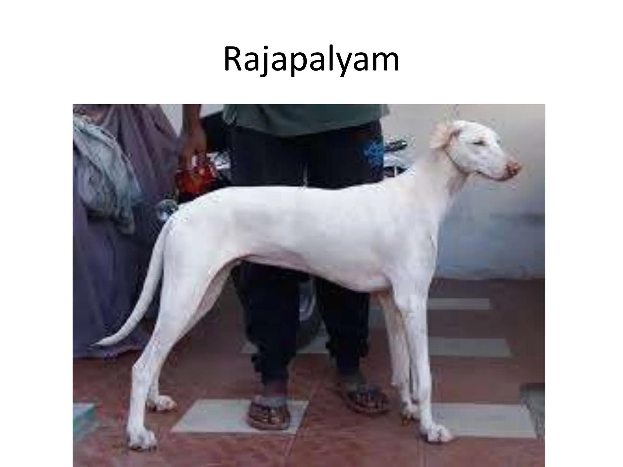 Dog breeds.ppt dog breeds classification | PPT