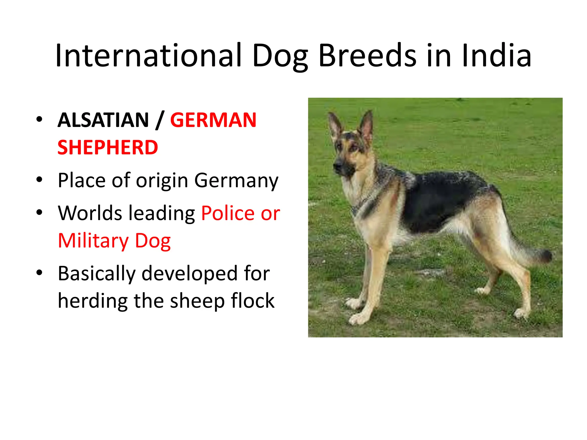 Dog breeds.ppt dog breeds classification | PPT