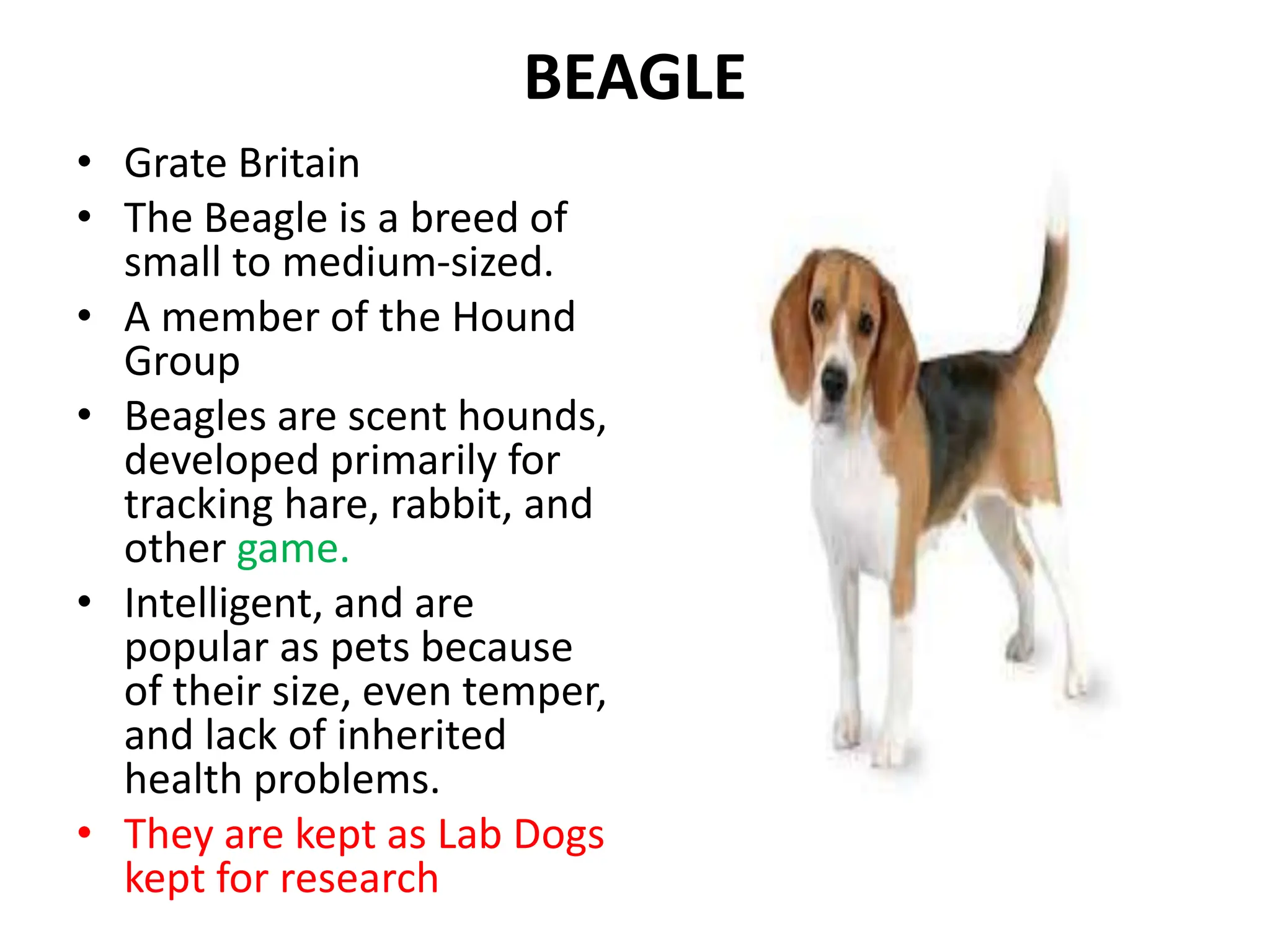 Dog breeds.ppt dog breeds classification | PPT