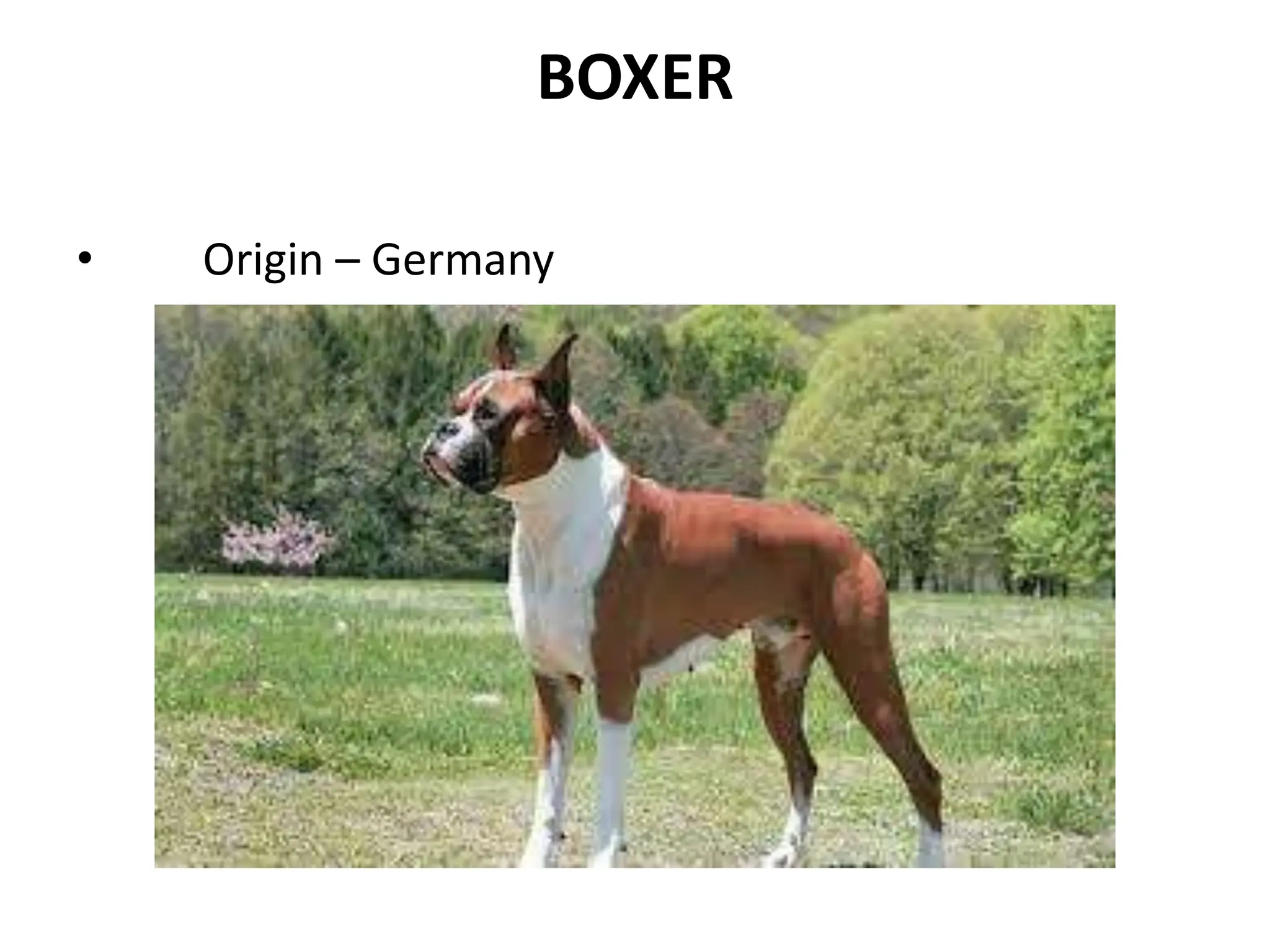 Dog breeds.ppt dog breeds classification | PPT