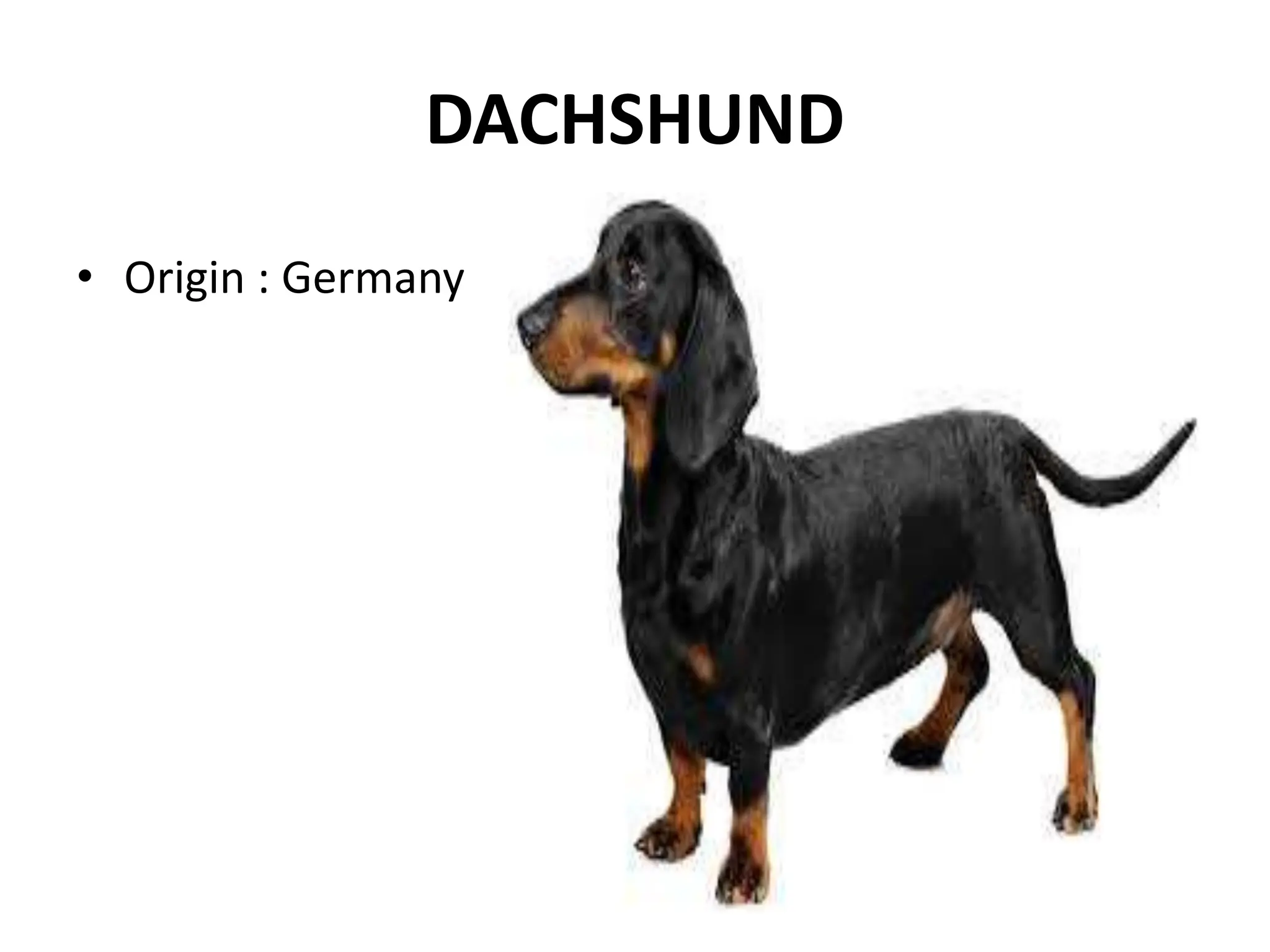 Dog breeds.ppt dog breeds classification | PPT