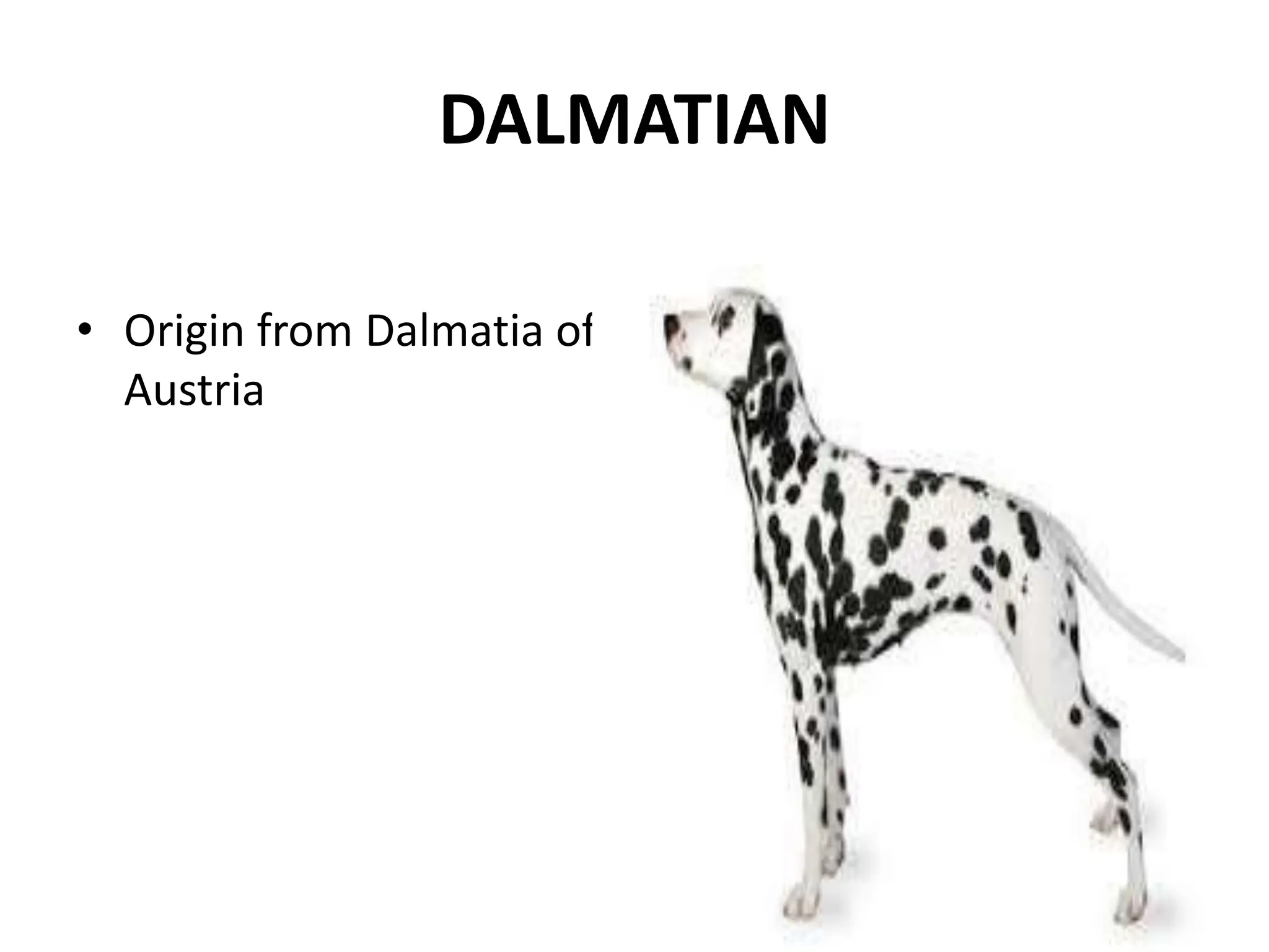Dog breeds.ppt dog breeds classification | PPT
