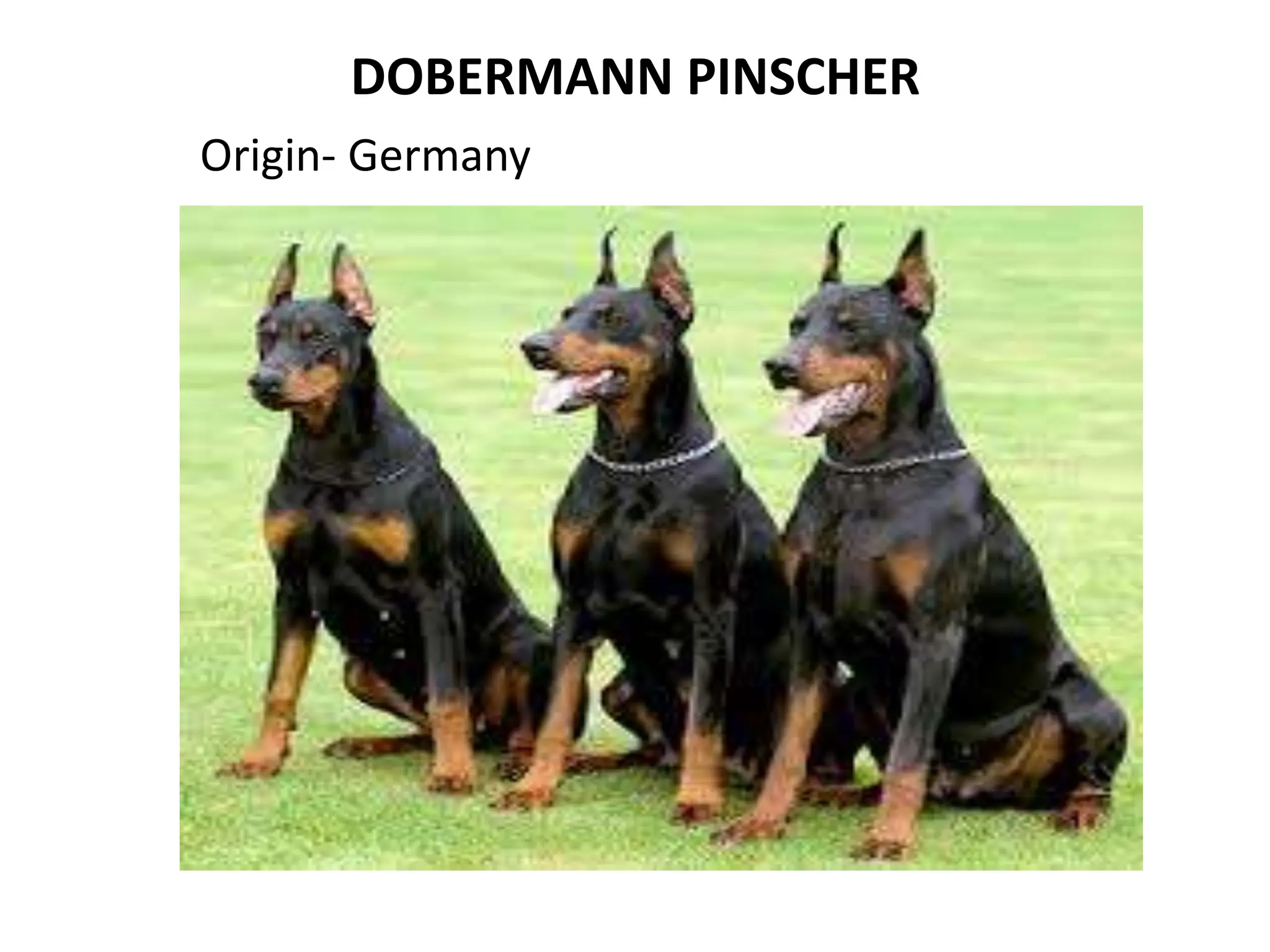 Dog breeds.ppt dog breeds classification | PPT