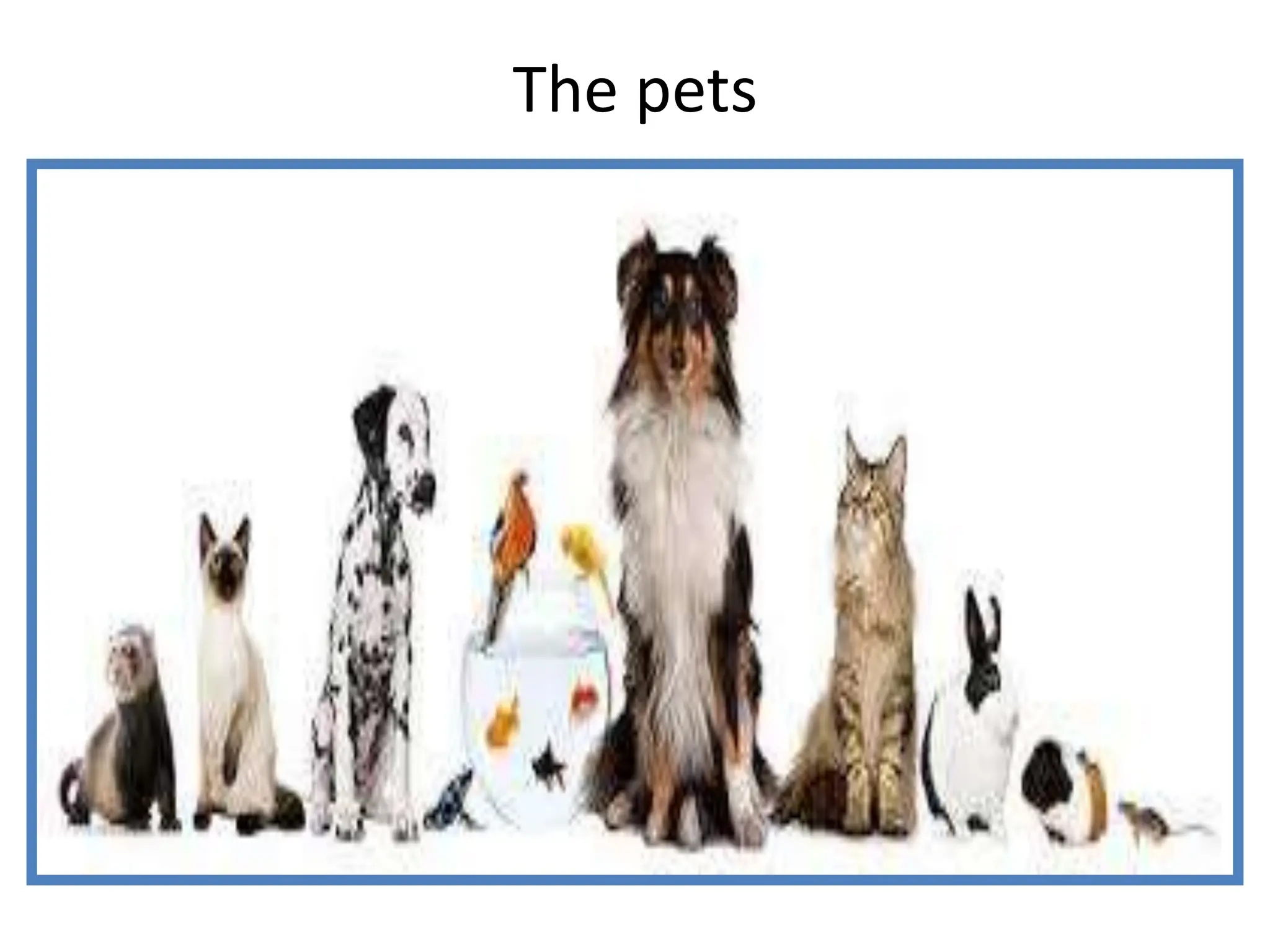 Dog breeds.ppt dog breeds classification | PPT