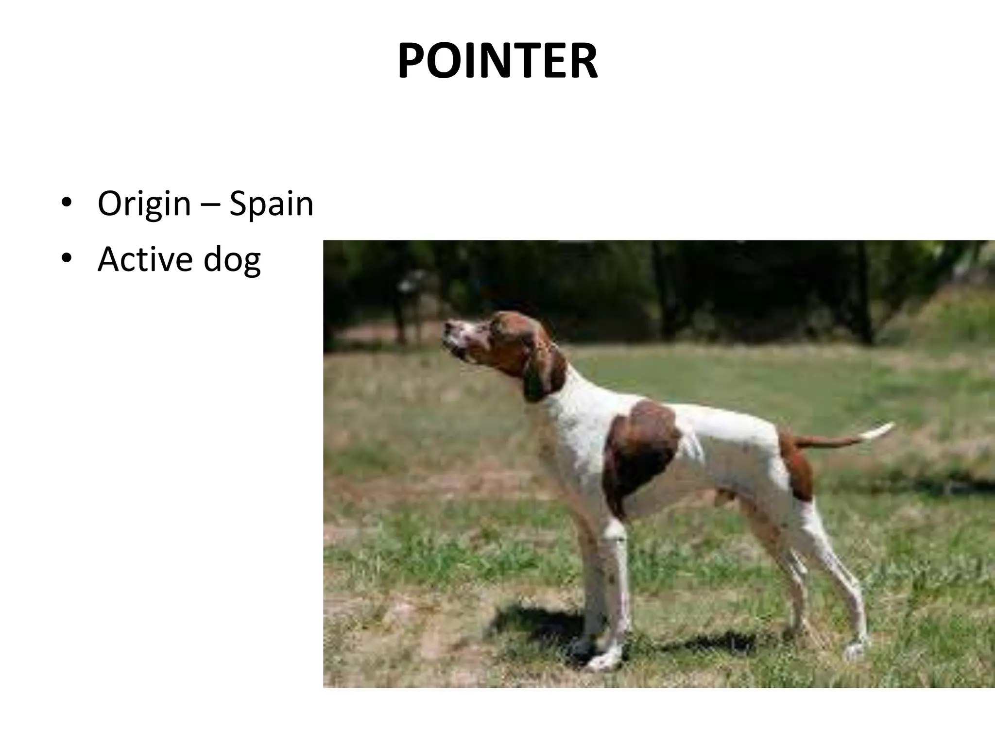 Dog breeds.ppt dog breeds classification | PPT