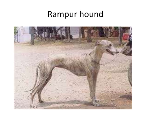 Dog breeds.ppt dog breeds classification | PPT