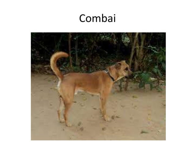 Dog breeds.ppt dog breeds classification | PPT