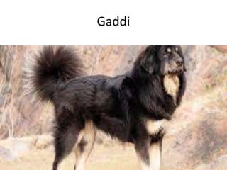 Dog breeds.ppt dog breeds classification | PPT