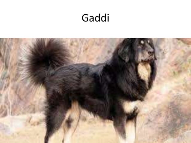 Dog breeds.ppt dog breeds classification | PPT