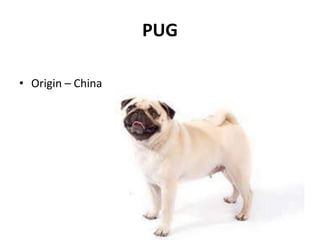 Dog breeds.ppt dog breeds classification | PPT