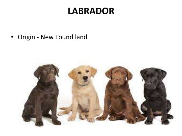Dog breeds.ppt dog breeds classification | PPT