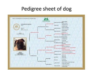 Dog breeds.ppt dog breeds classification | PPT