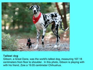 Gibson The Great Dane