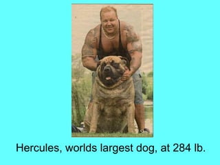 World Biggest Dog Hercules