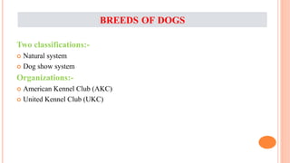 Dog breeds and feeding presentation and details | PDF