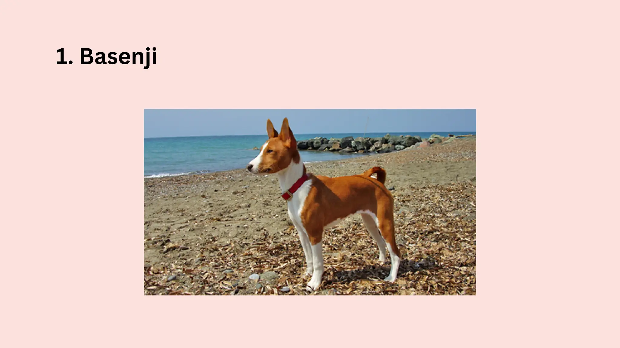 Dog Breeds in South Africa.pdf