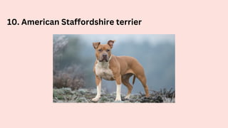 Dog Breeds in South Africa | PDF