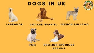 Popular Dog breeds in the UK | PDF