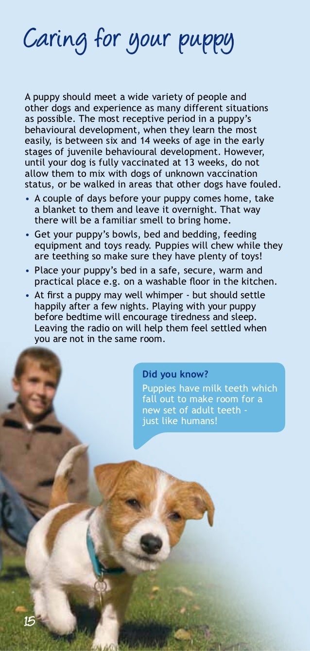 Dog Care Guide dog-care-guide