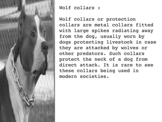 Dog collars | PPT