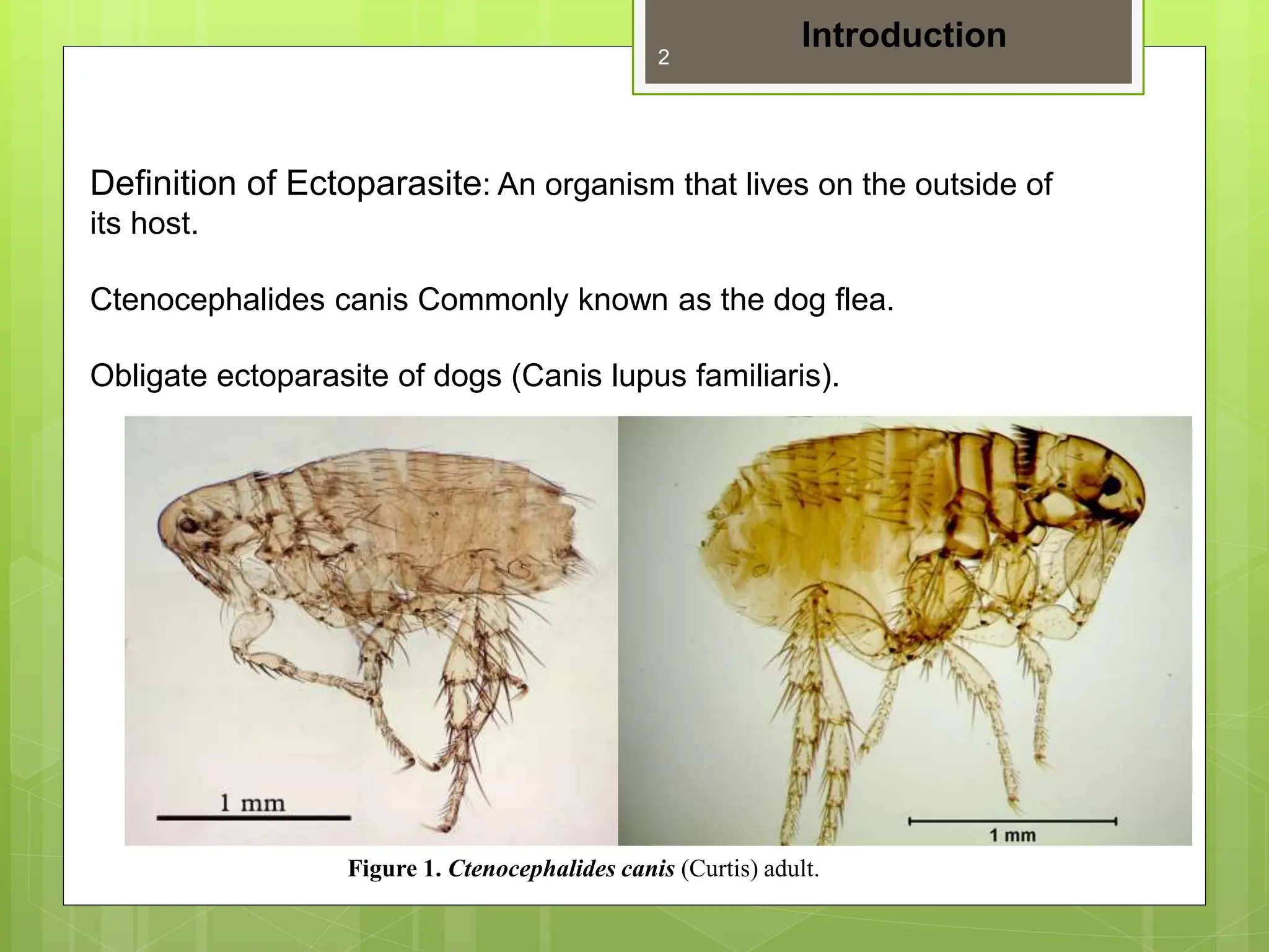 Dog flea.pptx