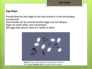 Dog flea.pptx