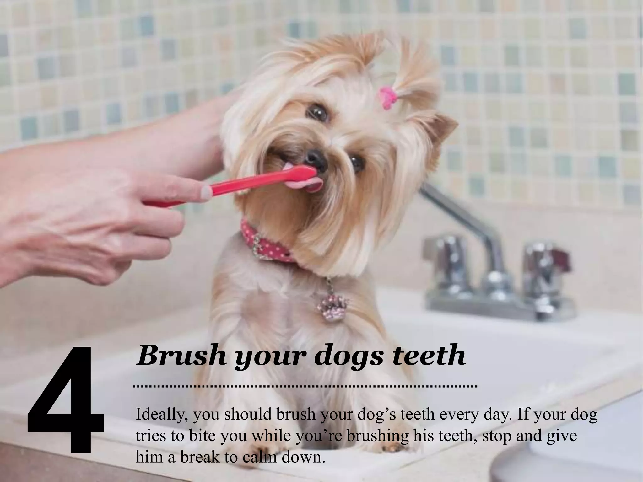 Easy Dog Grooming Tips - Step By Step Instructions | PPTX