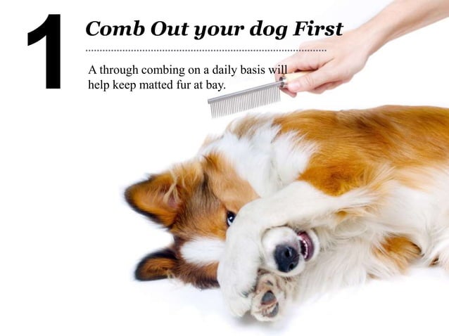 Easy Dog Grooming Tips - Step By Step Instructions | PPT