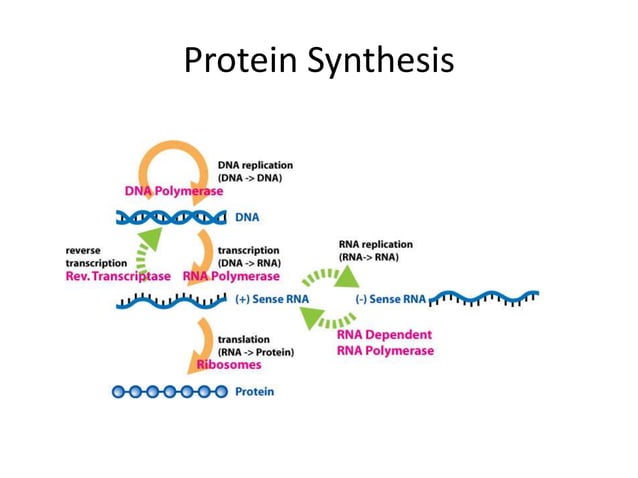 Central Dogma of Molecular Biology Francis Crick | PPTX | Biological ...