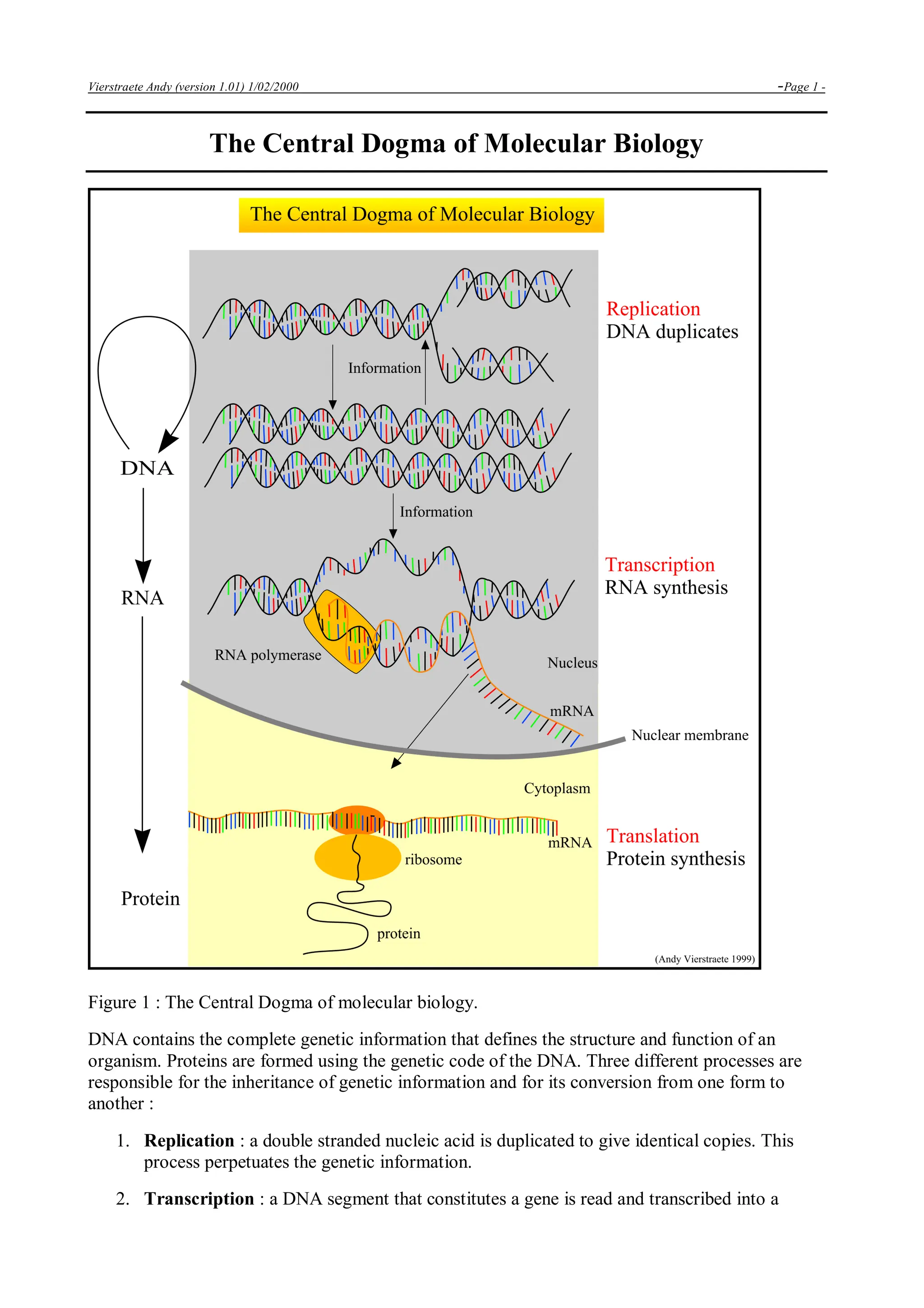 Dogma Biología molecular.pdf bases de biología | PDF