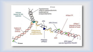 Dogma central biologia_molecular | PPTX