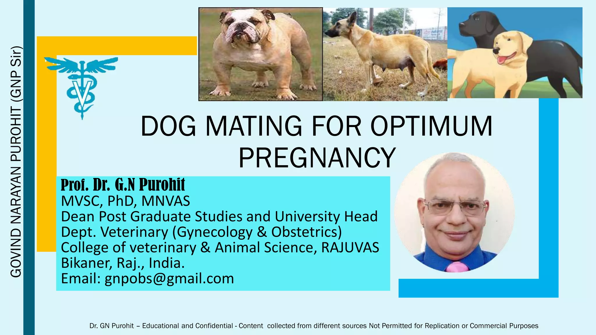 Dog mating for optimum pregnancy | PDF