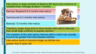 Dog mating for optimum pregnancy | PPT