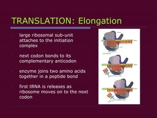 Translation | PPT | Programming Languages | Computing
