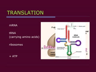 Translation | PPT