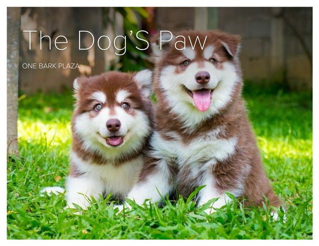 Dog paws | PDF | Dogs | Pets