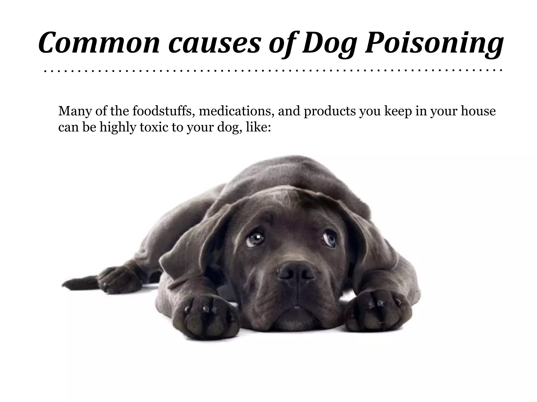Dog Poisoning – Prevention and Treatment | PPTX