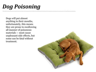 Dog Poisoning – Prevention and Treatment | PPTX