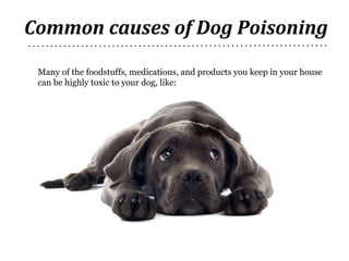 Dog Poisoning – Prevention and Treatment | PPTX