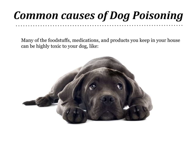 Dog Poisoning – Prevention and Treatment | PPTX