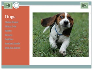 Dog powerpoint | PPT