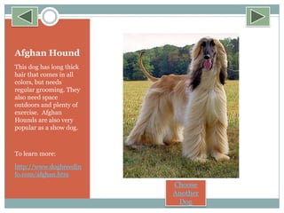 Dog powerpoint | PPTX