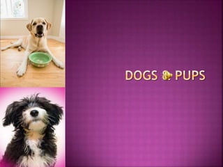 Dog ppt | PPTX