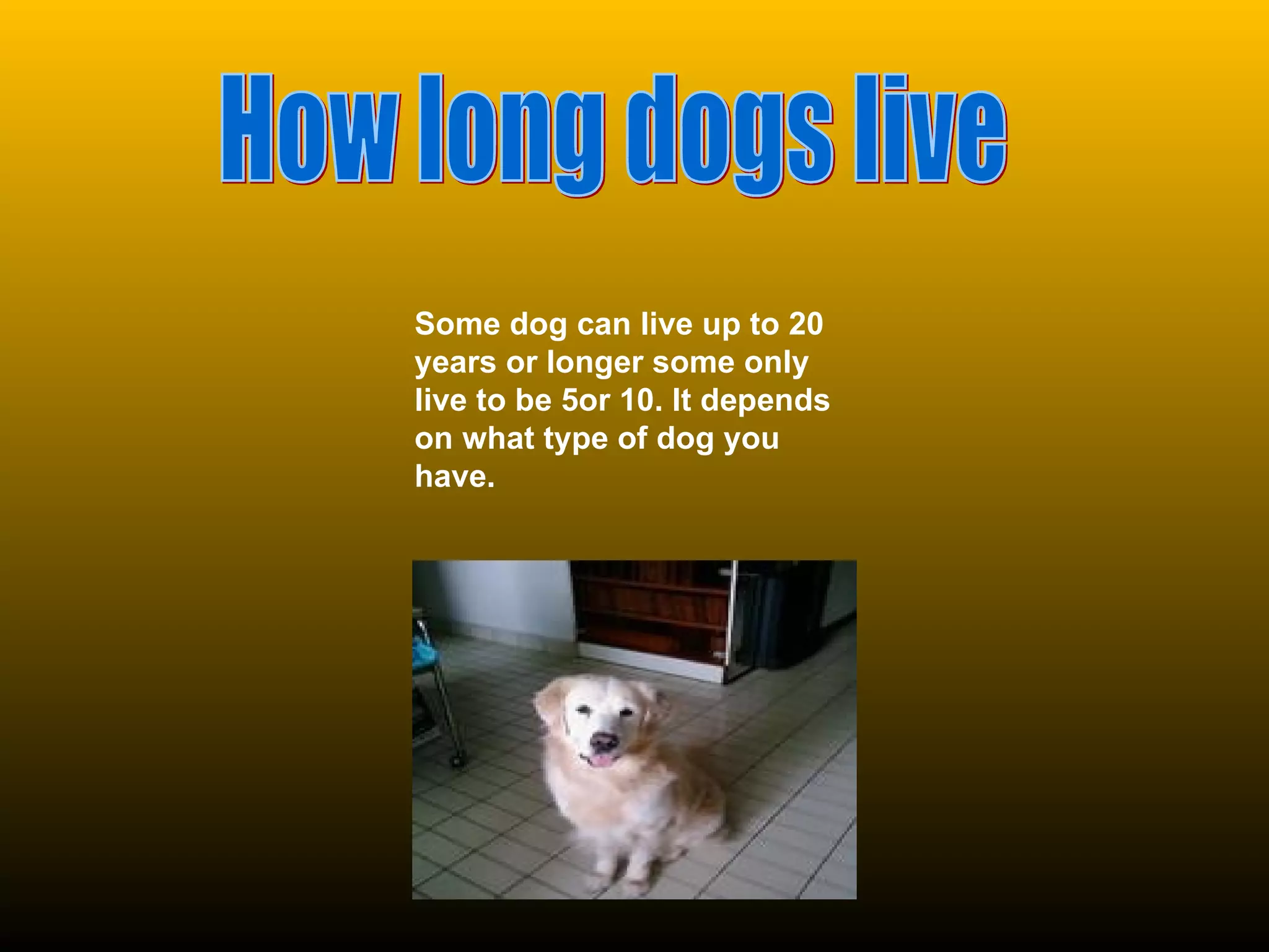 Dogs | PPT