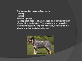 Dogs | PPTX